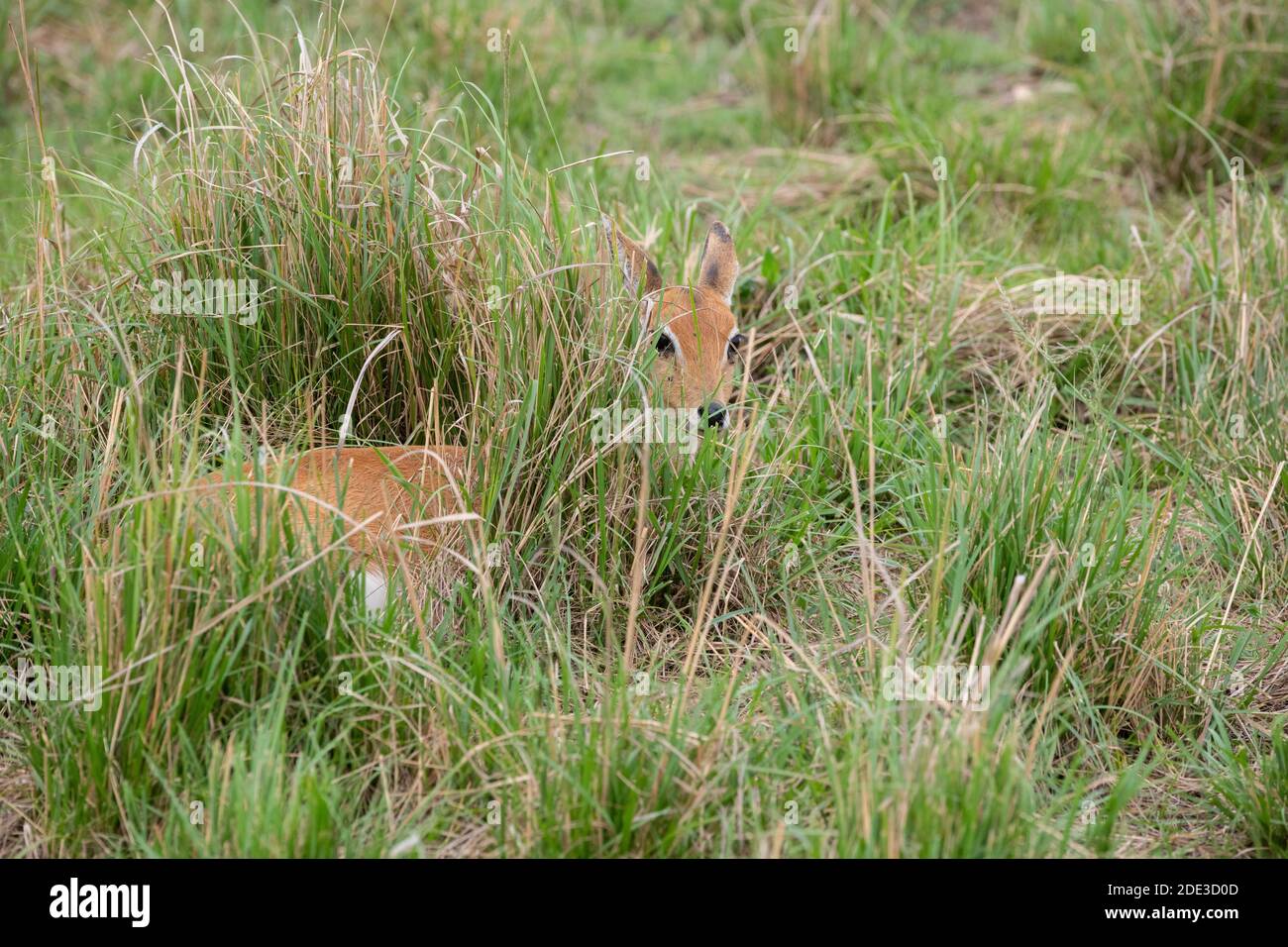 Oribi ourebia ourebi wild hi-res stock photography and images - Alamy
