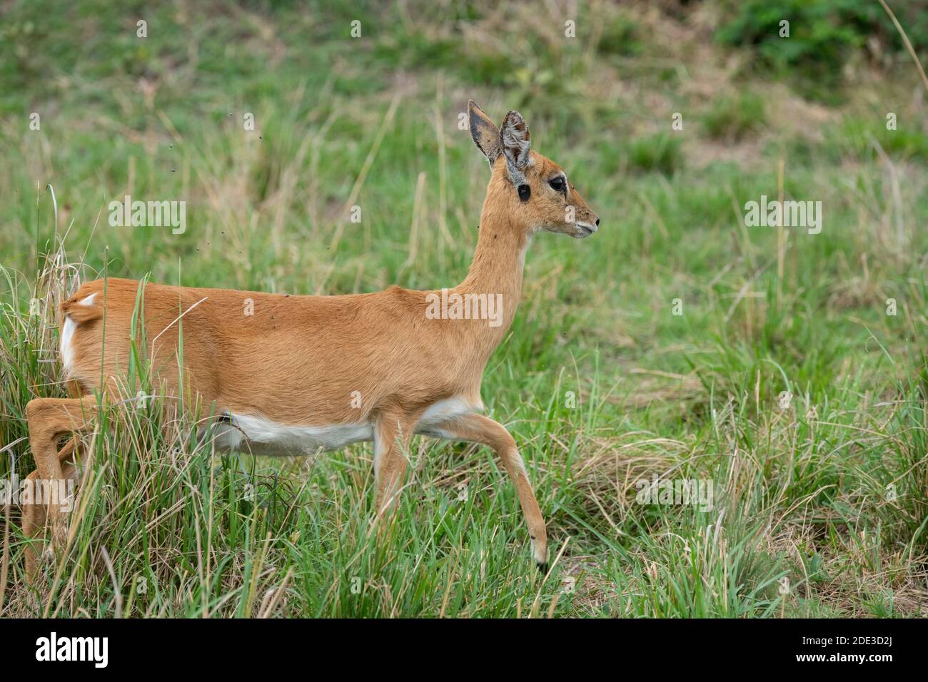 Oribi ourebia ourebi wild hi-res stock photography and images - Alamy
