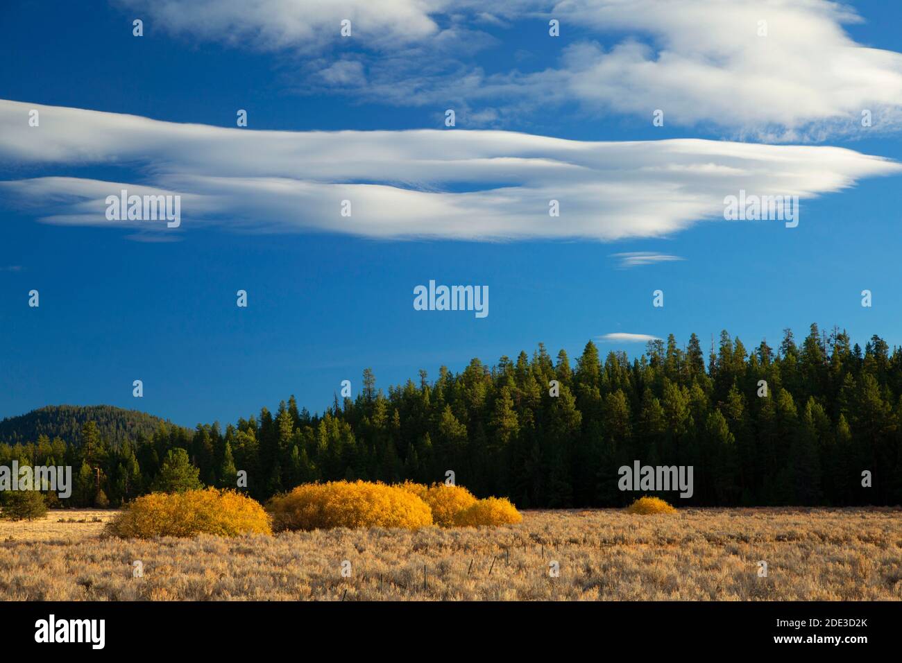 Silver willows hi-res stock photography and images - Alamy