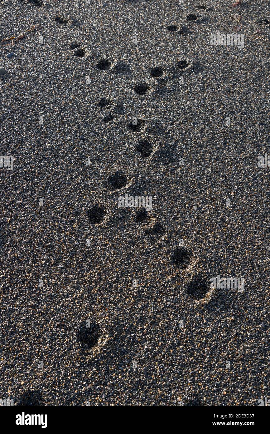Beach with dog tracks on sand, pebbles,rocks and stacked limestone ...