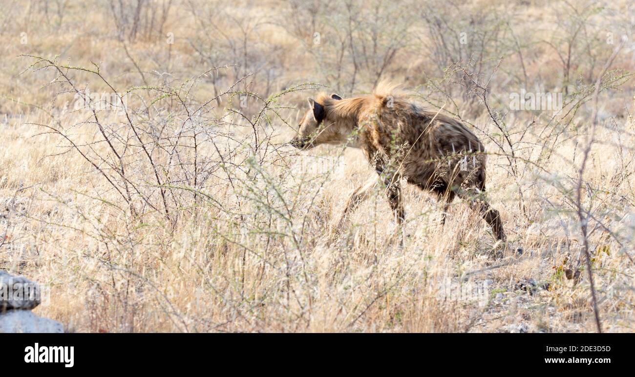 A spotted hyena hunting in the savannah of Namibia Stock Photo - Alamy