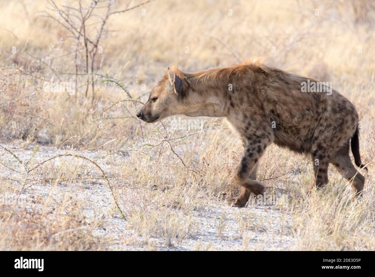 A spotted hyena hunting in the savannah of Namibia Stock Photo - Alamy