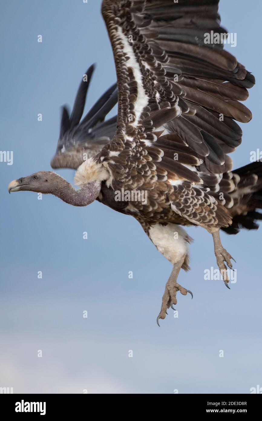 Ruppell's griffon vulture flying hi-res stock photography and images ...