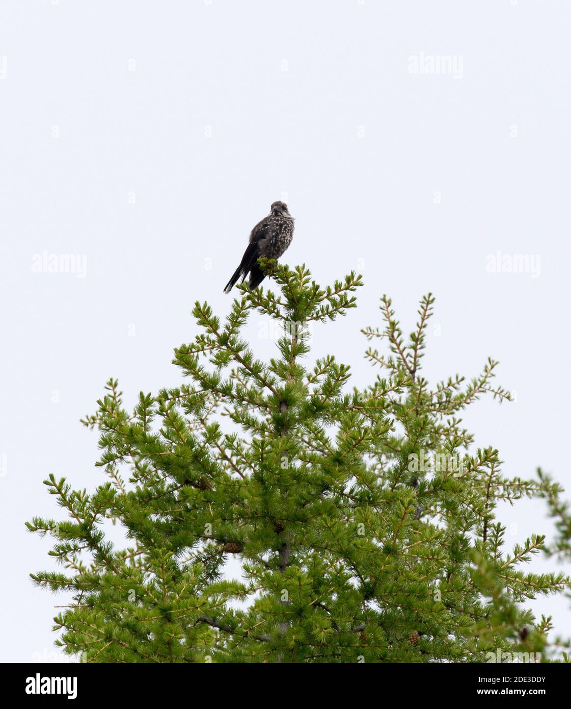 Eurasian nutcracker habitat hi-res stock photography and images - Alamy