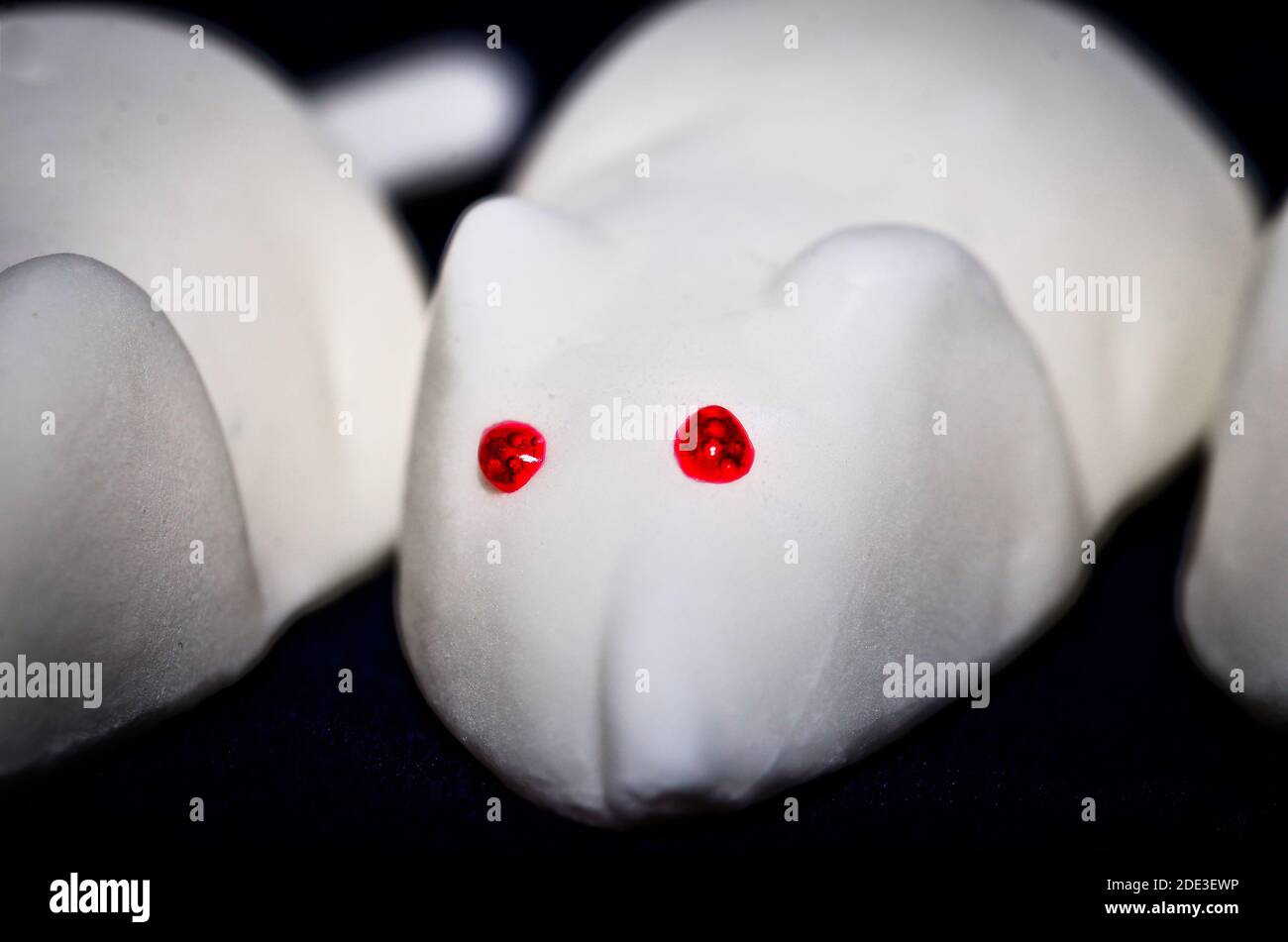 A group of white mice with red eyes from marshmallow, close up, looking ...