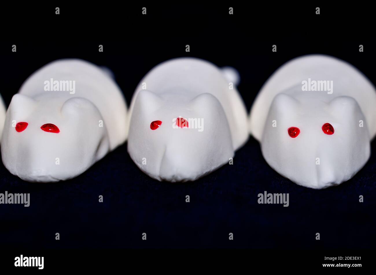 A group of white mice with red eyes from marshmallow, close up, looking ...