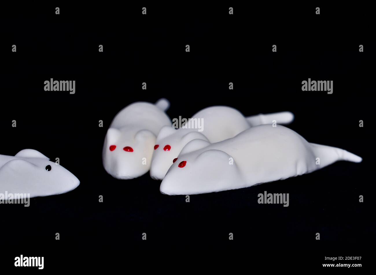 A group of white mice with red eyes from marshmallow, close up, looking ...