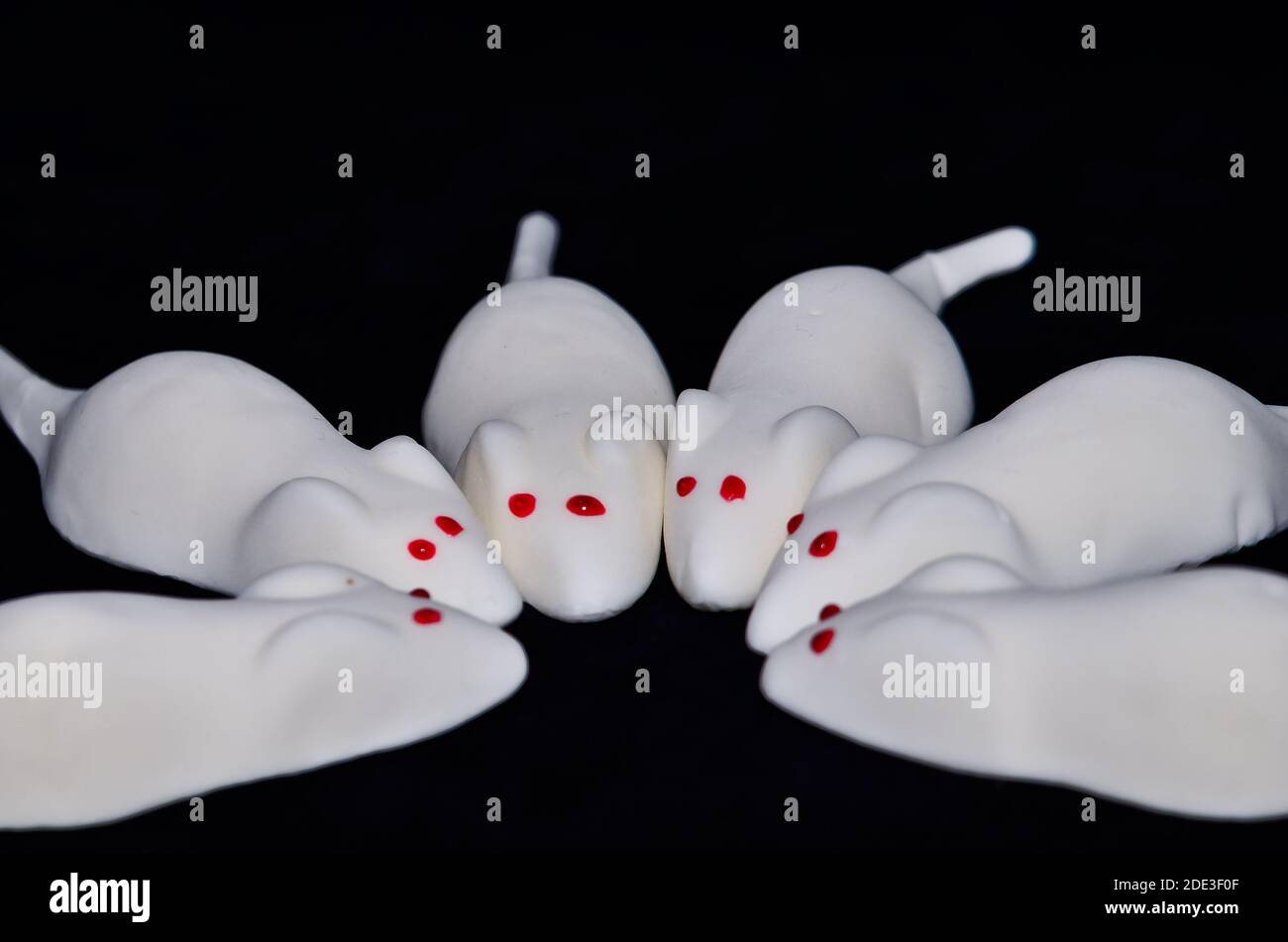 A group of white mice with red eyes from marshmallow, close up, looking ...