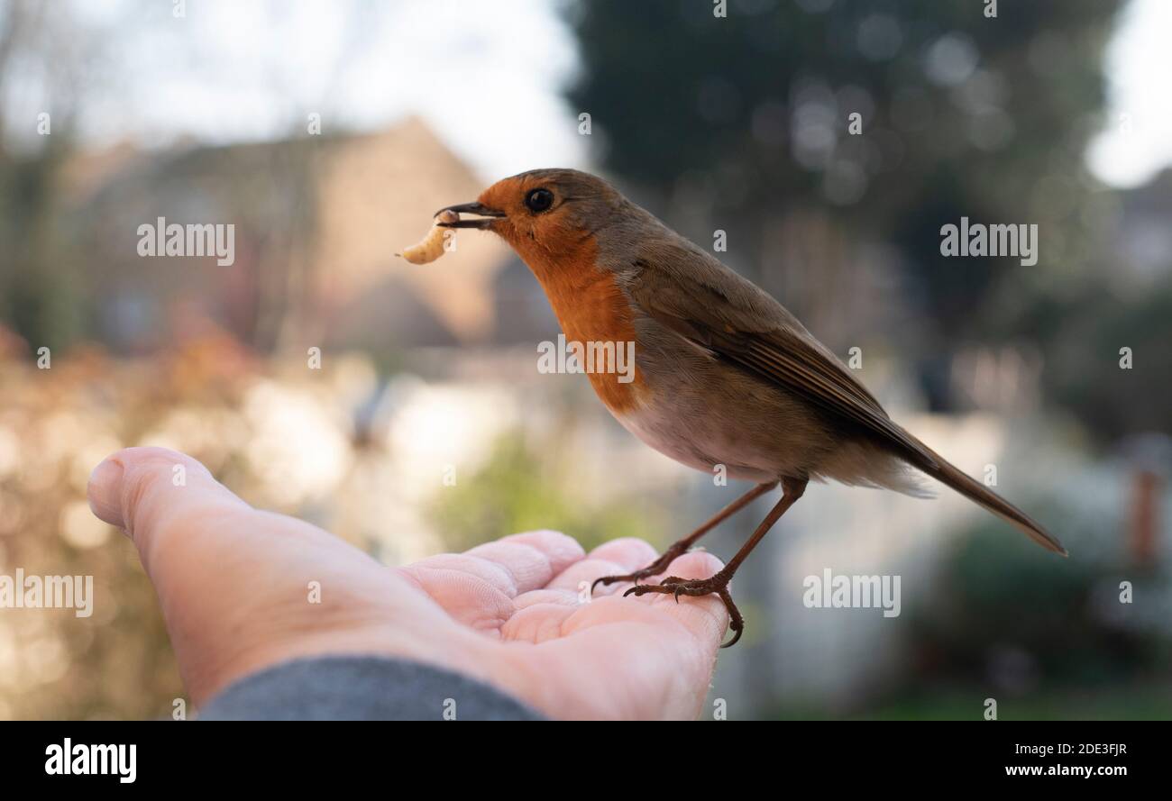 friendly garden robin Stock Photo - Alamy