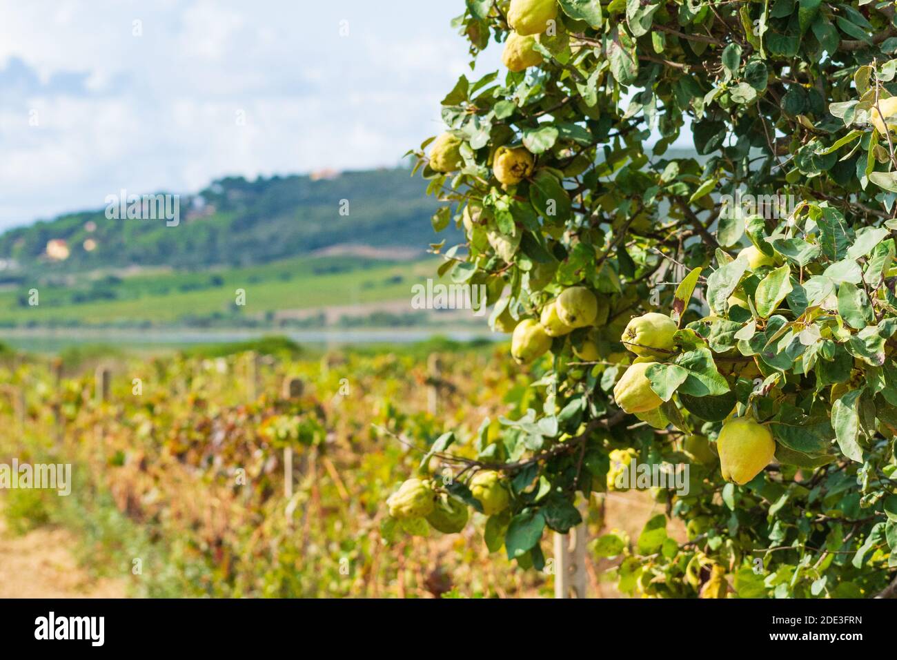 Quince tree and wineyard in Sardinia Stock Photo - Alamy