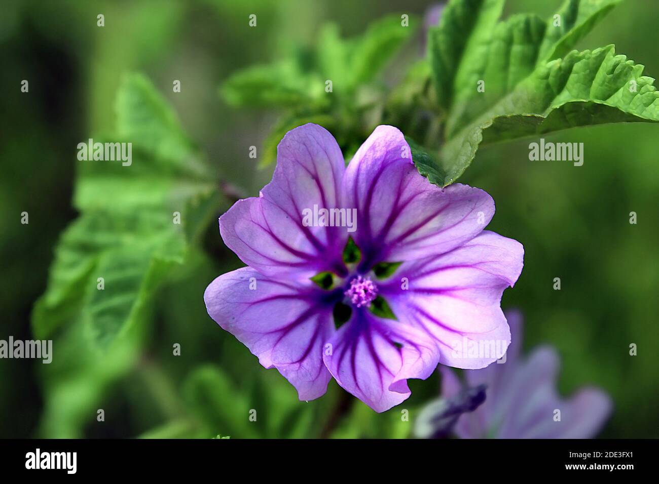 Althaea officinalis violet flower in bloom Stock Photo - Alamy