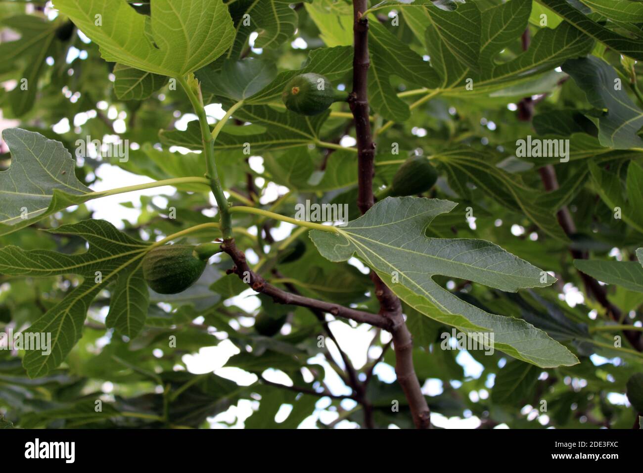Unripe fig tree hi-res stock photography and images - Alamy