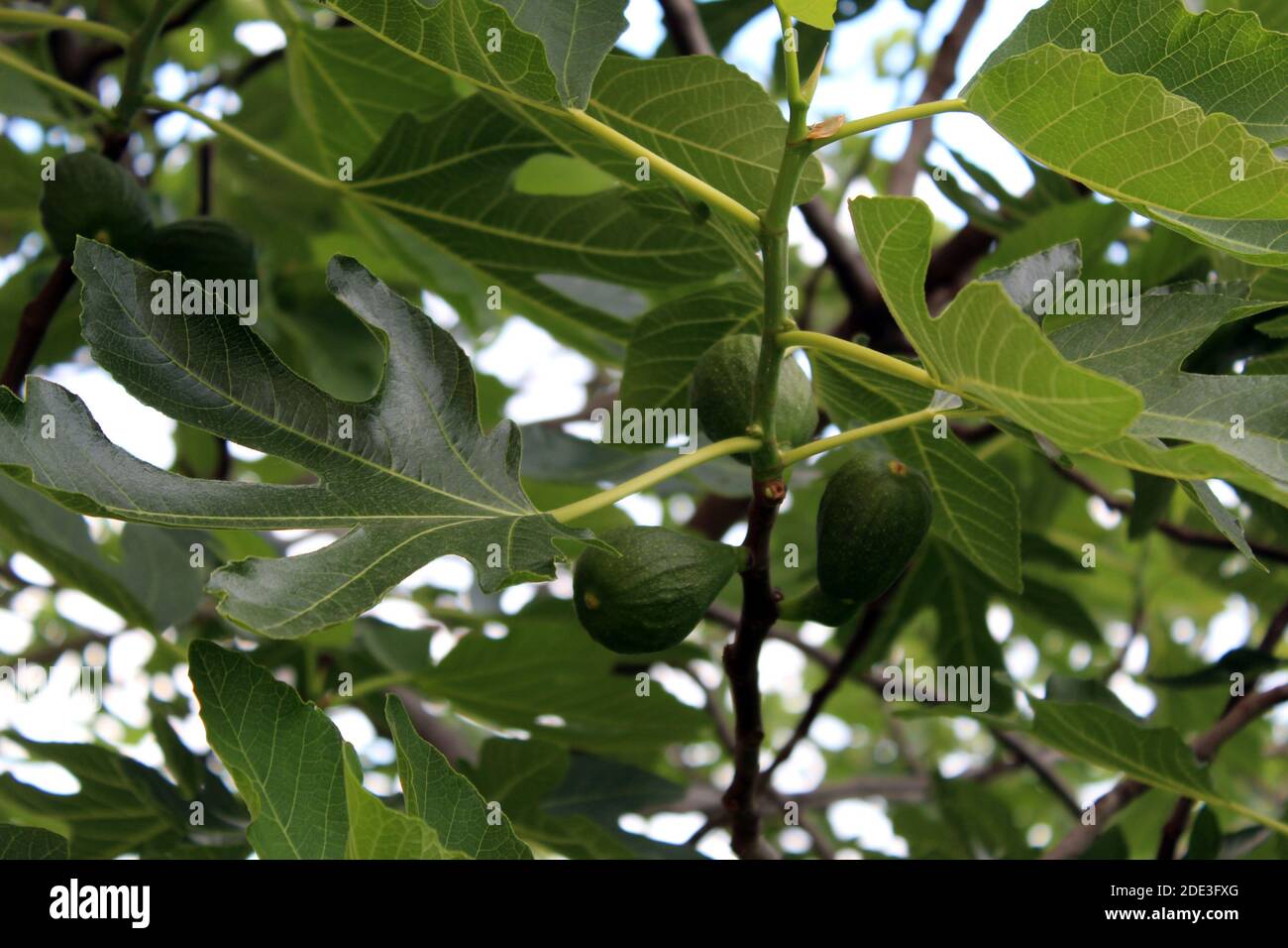 Fruits fig hi-res stock photography and images - Alamy