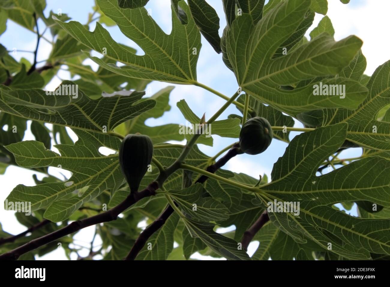 Figs fruit in branch fig hi-res stock photography and images - Alamy
