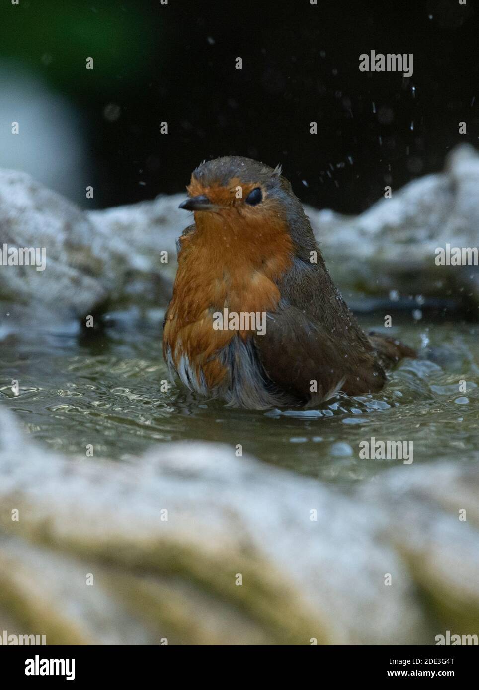 Robin taking a bath hi-res stock photography and images - Alamy