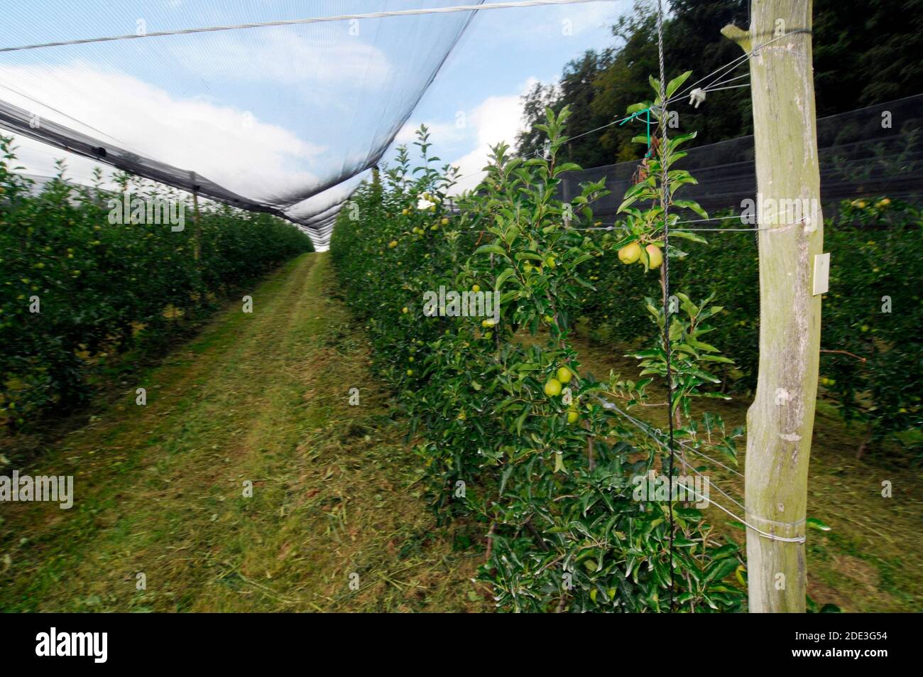 Hail damage crops hi-res stock photography and images - Alamy