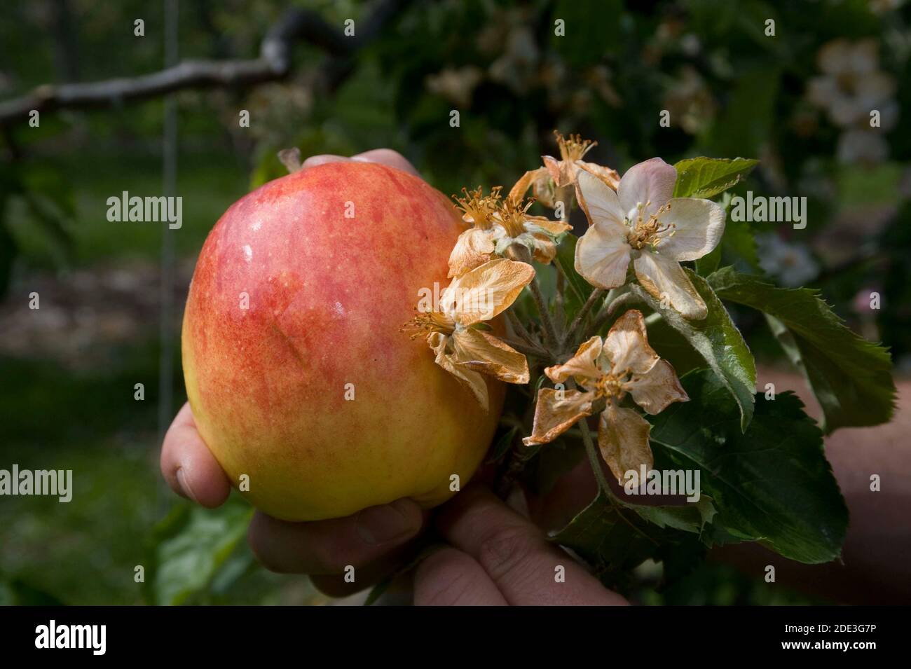 Frost damage in fruit growing, early cold weather in agriculture Stock ...