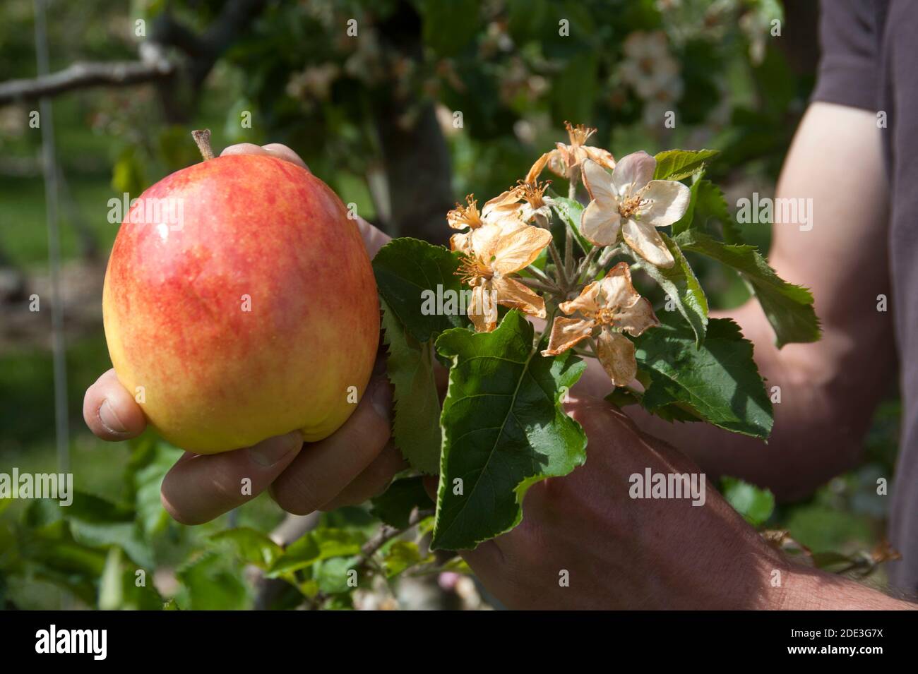 Frost damage in fruit growing, early cold weather in agriculture Stock ...