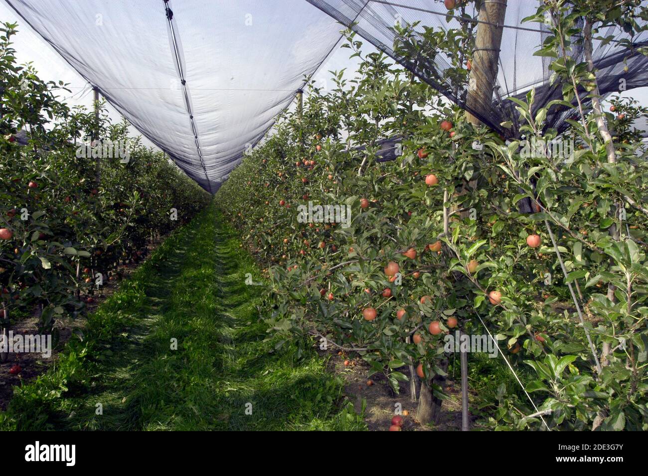 Hail protection in fruit growing, hail protection net in agriculture ...