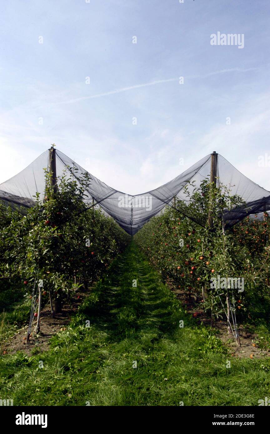 Hail protection in fruit growing, hail protection net in agriculture ...