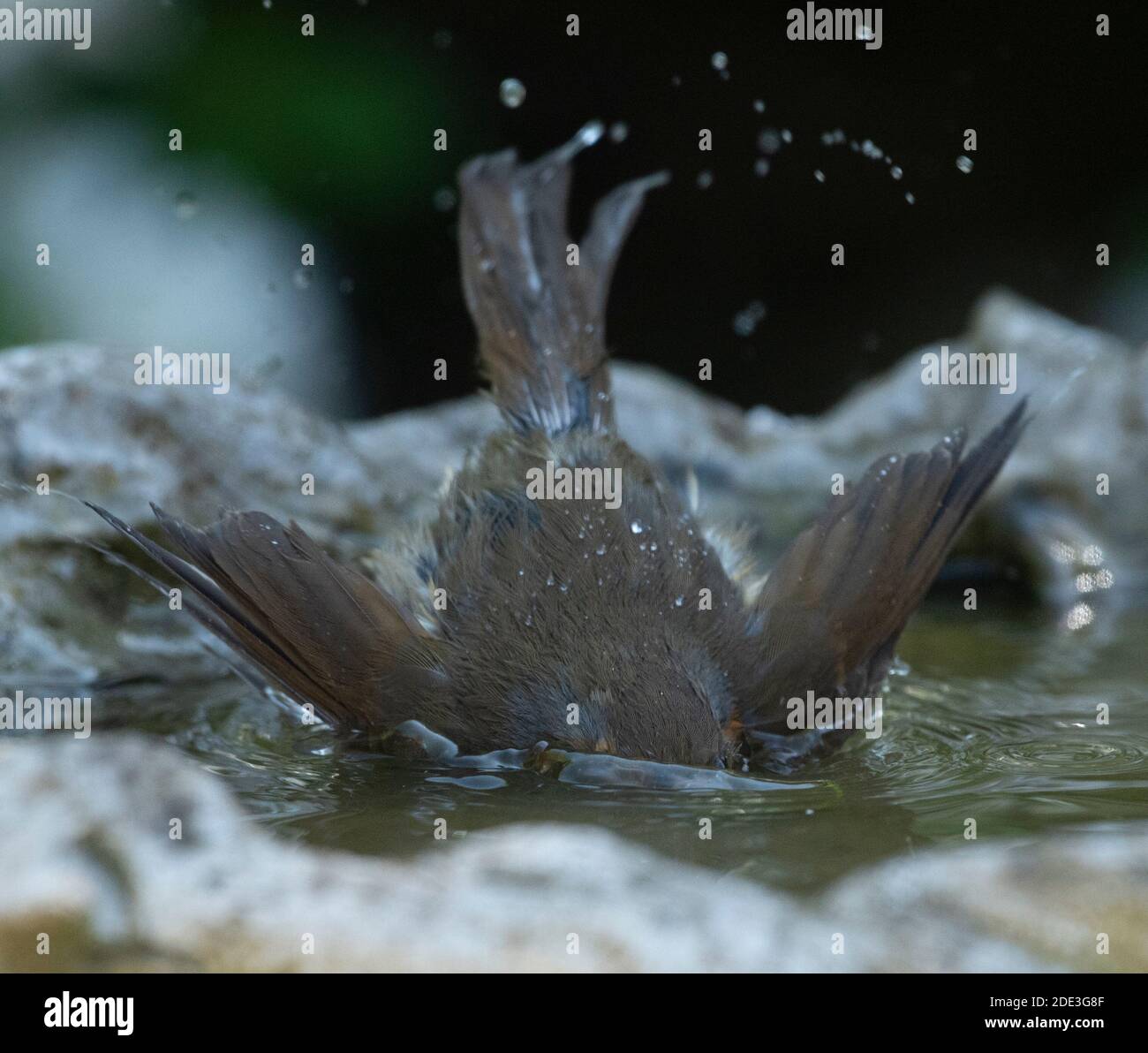 robin taking a bath Stock Photo - Alamy