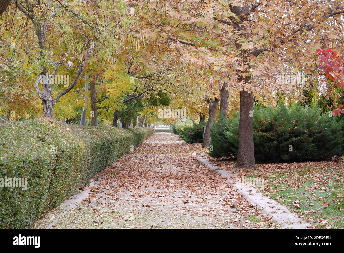 Tree autumn leaves moving on hi-res stock photography and images - Alamy