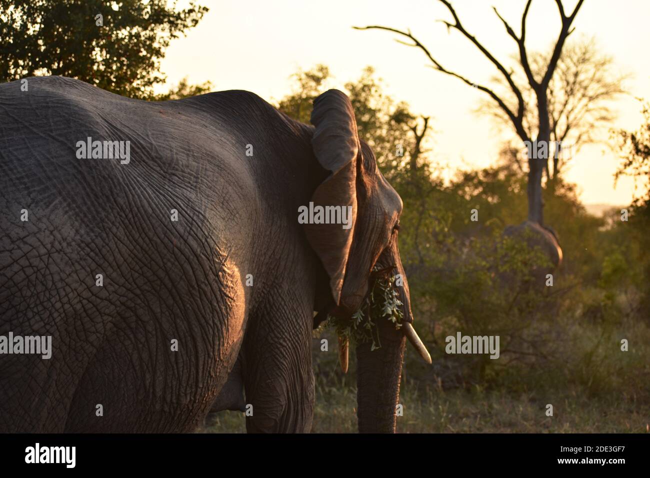 Elephant eating from tree High Resolution Stock Photography and Images ...