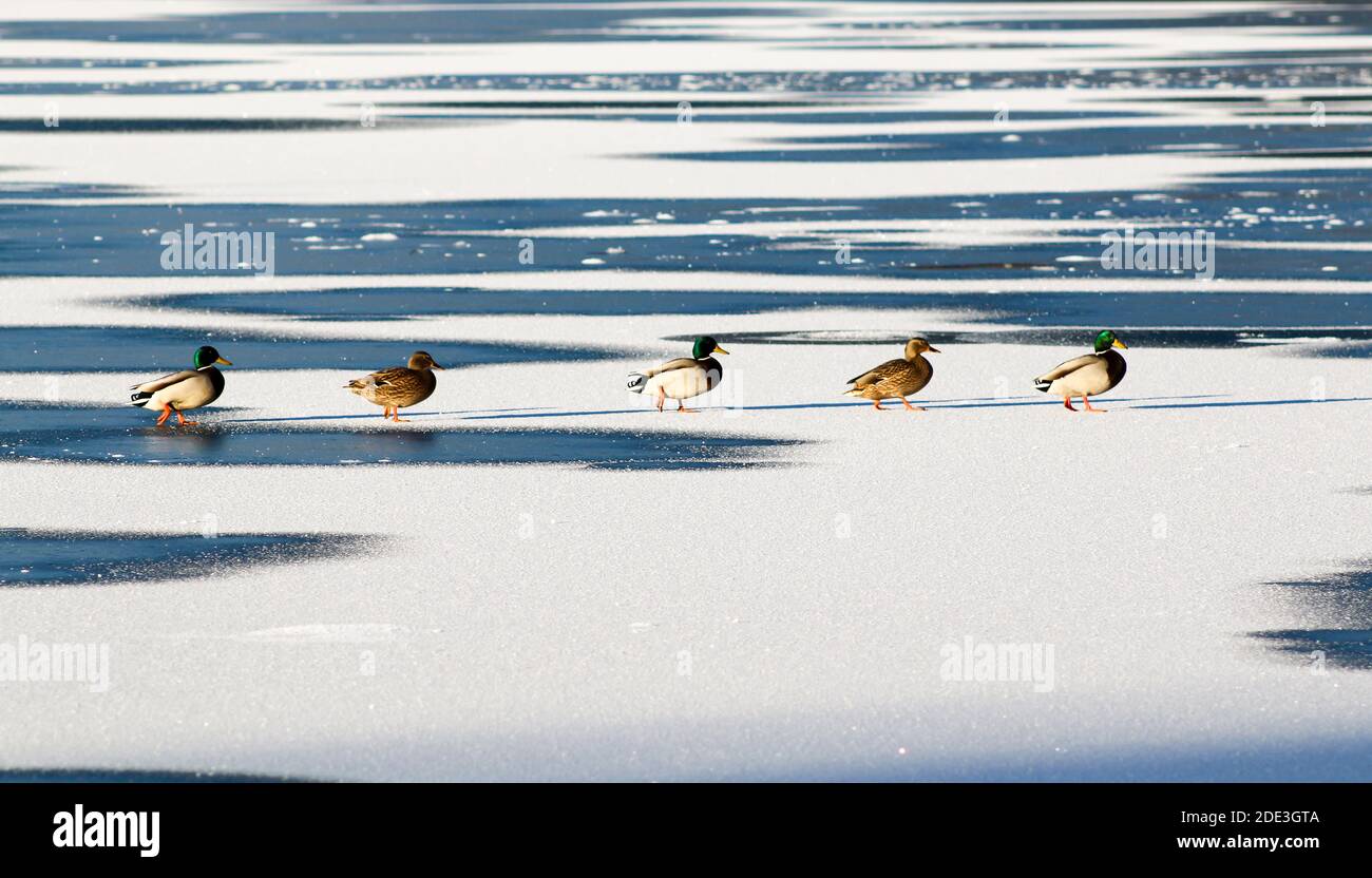 Ducks and bog hi-res stock photography and images - Alamy