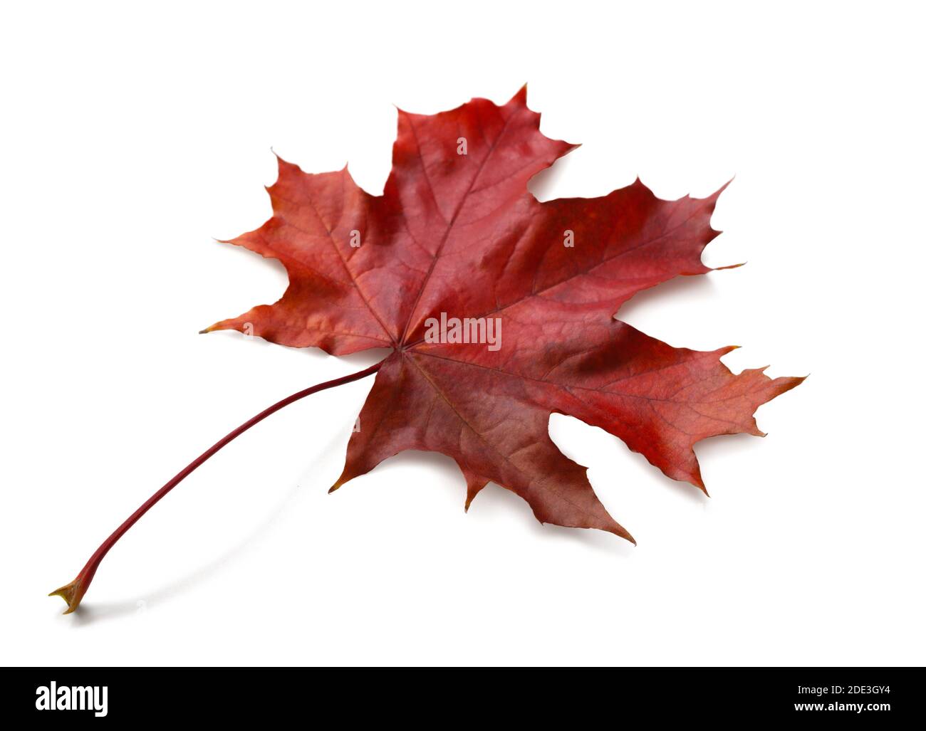 Autumn maple leaf isolated on white background with shadows, clipping ...