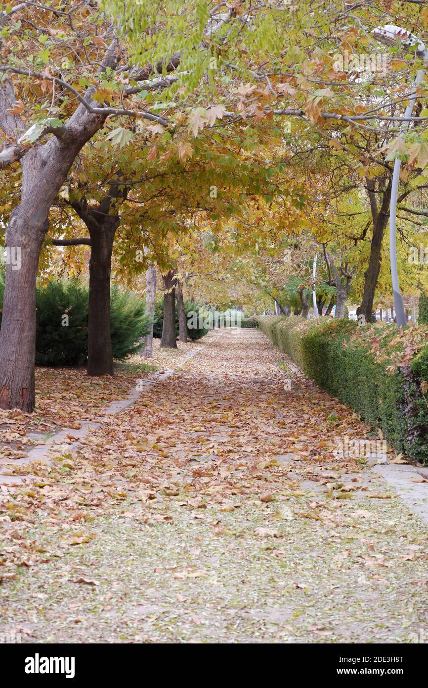 Walking in leaves hi-res stock photography and images - Alamy