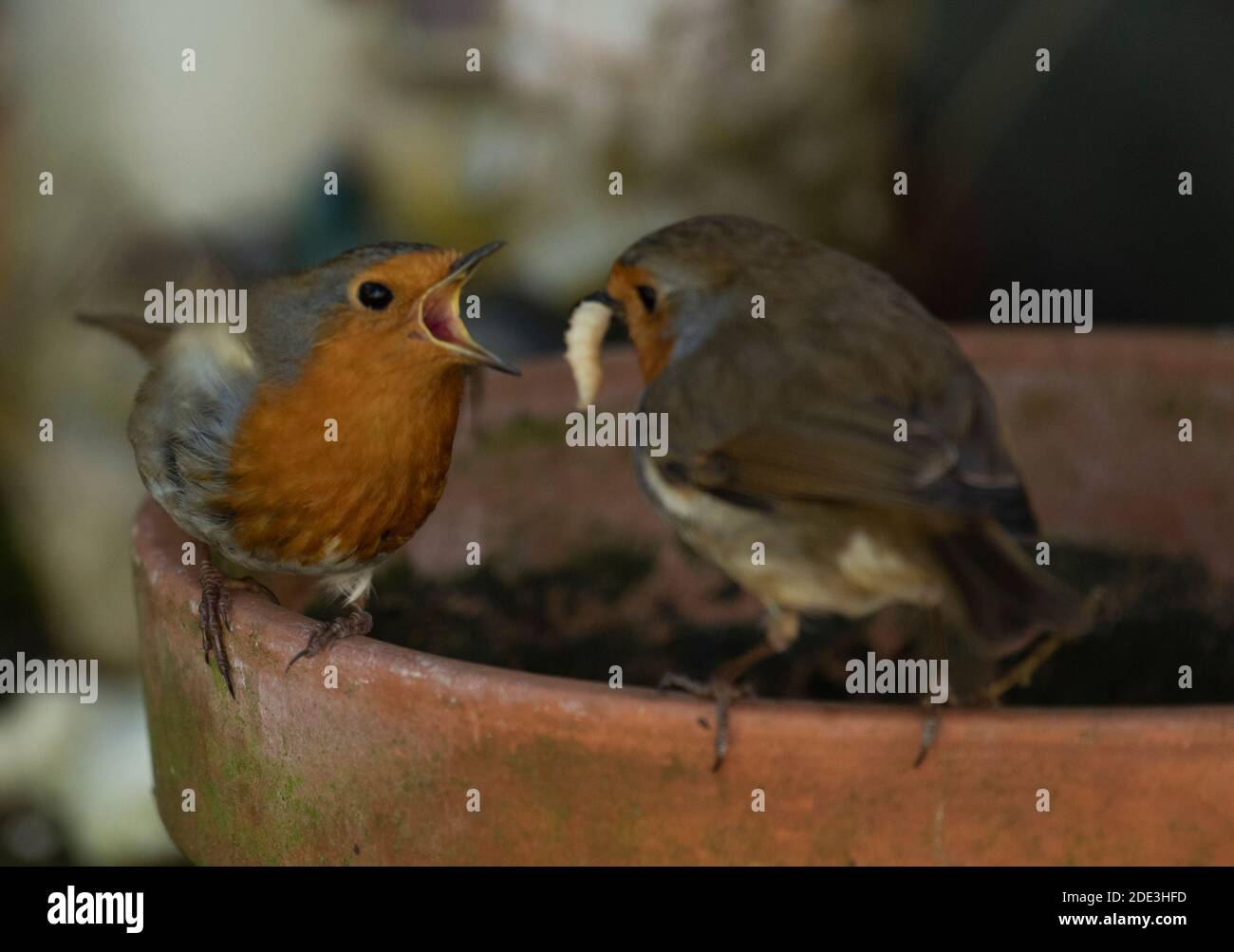 Robin feeding mate hi-res stock photography and images - Alamy