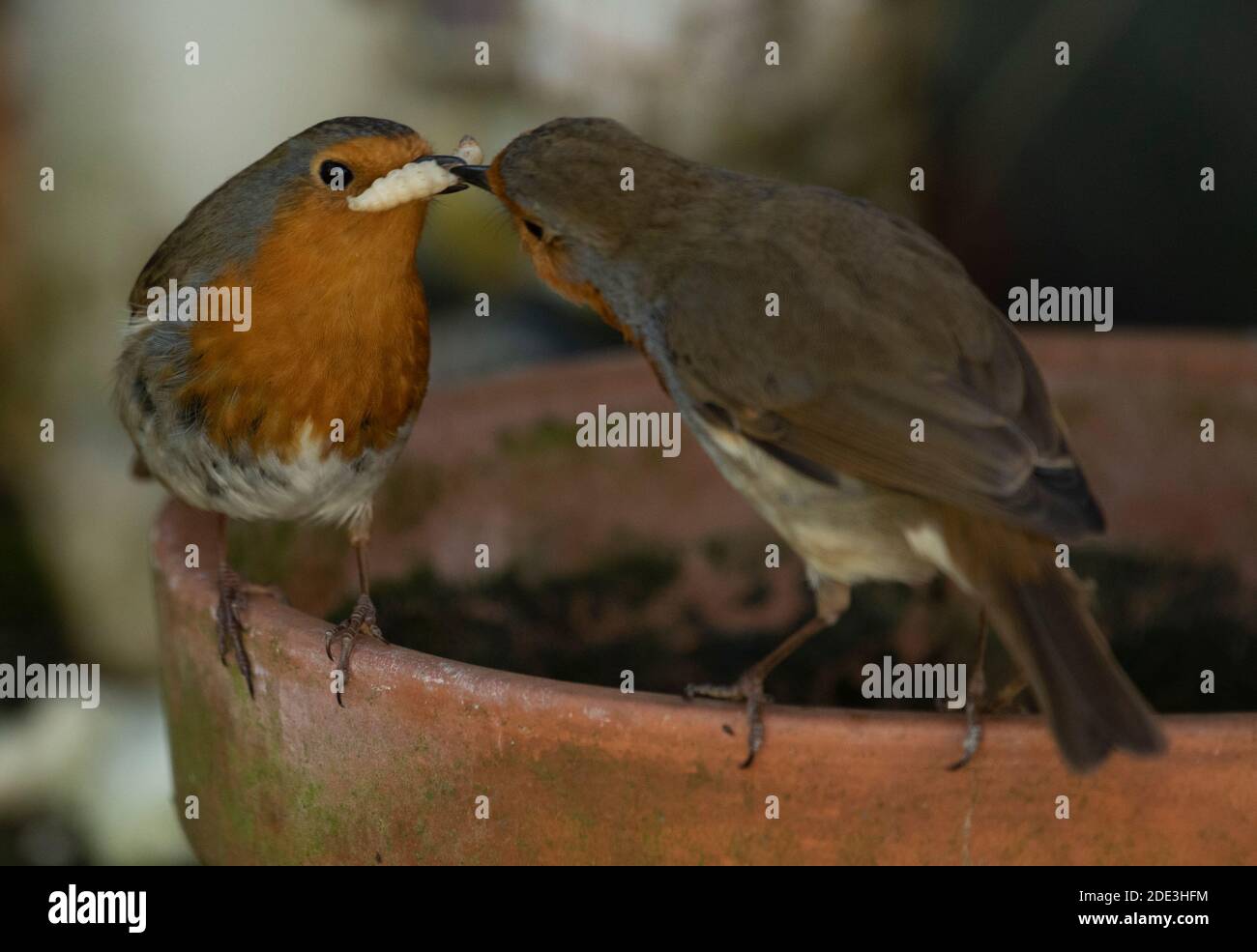 Robin feeding mate hi-res stock photography and images - Alamy
