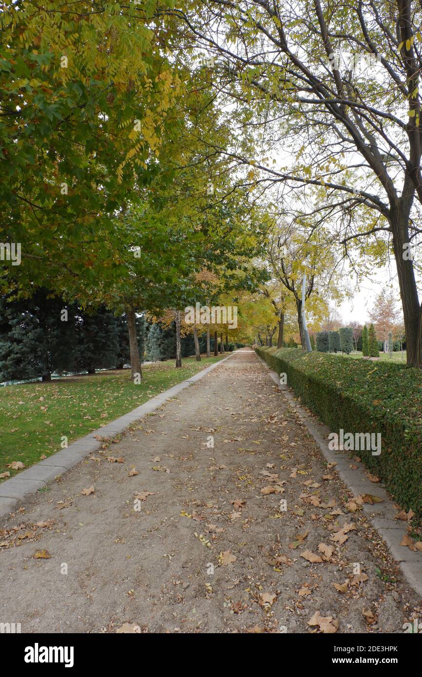 Tree autumn leaves moving on hi-res stock photography and images - Alamy