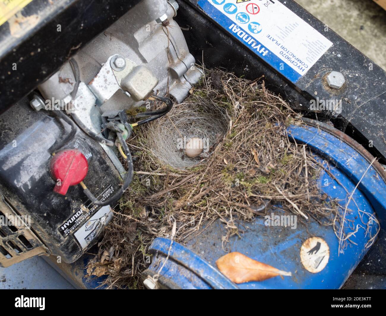 Close up of a robin bird nest with one single light brown cream colour ...