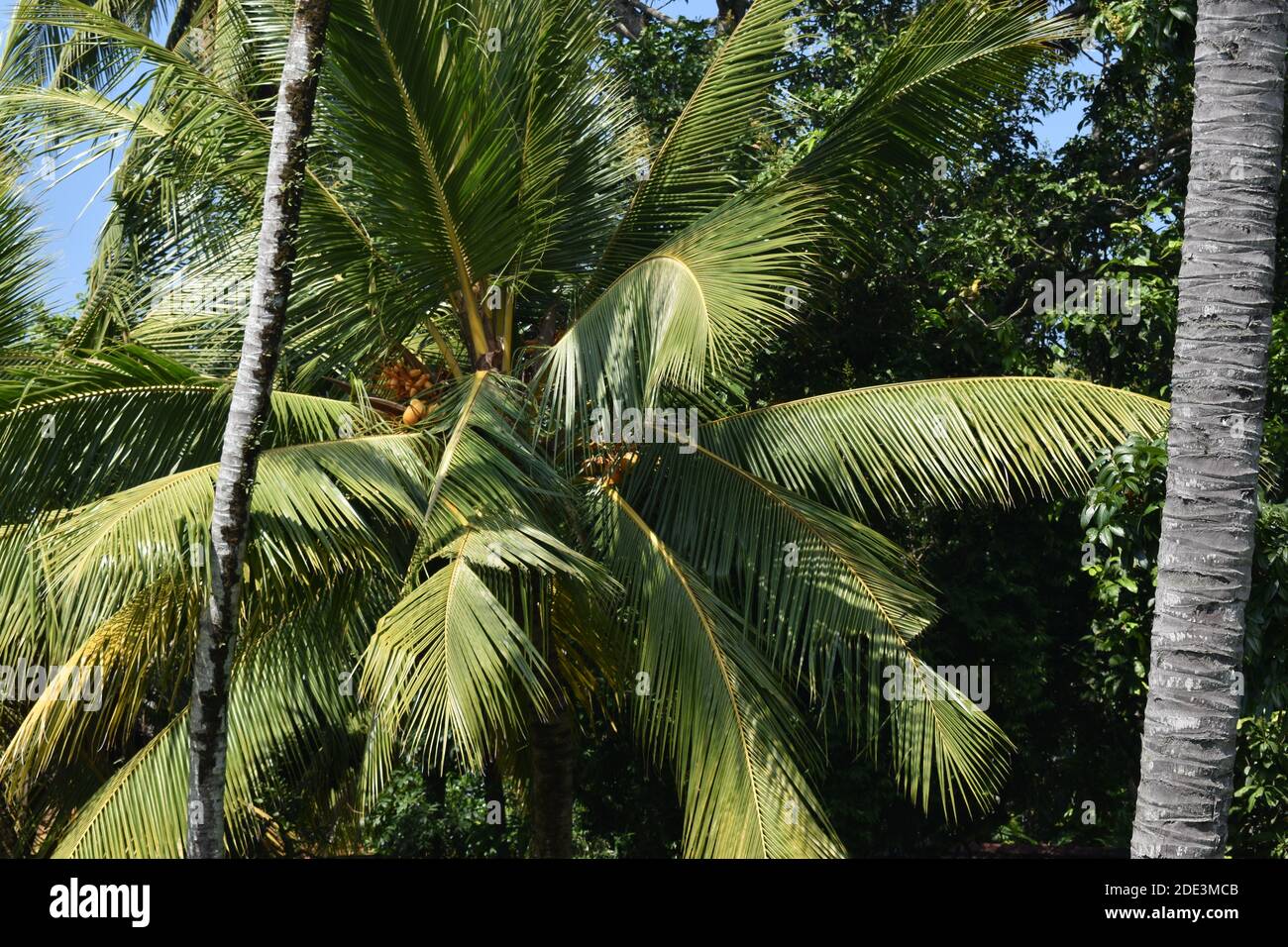 A bare land with king coconut trees. Colombo, Sri Lanka Stock Photo - Alamy