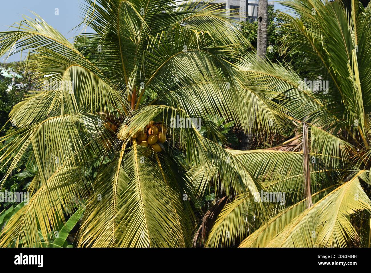A bare land with king coconut trees. Colombo, Sri Lanka Stock Photo - Alamy