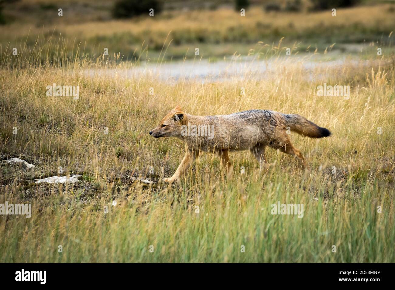 Andean fox hi-res stock photography and images - Alamy