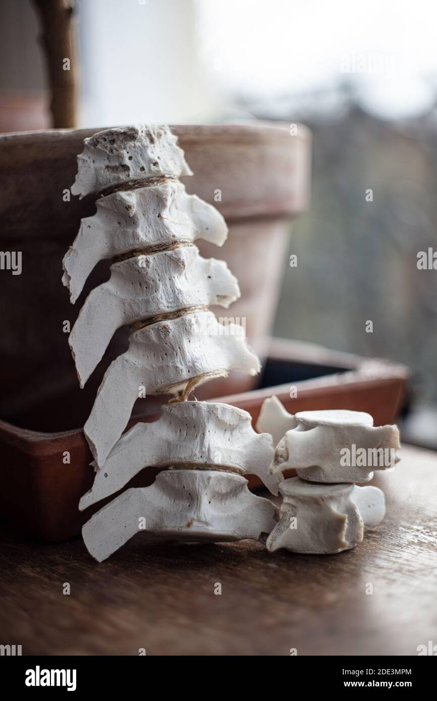 Spine column hi-res stock photography and images - Alamy