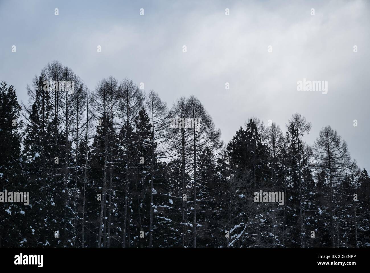 Dark Winter Forest Wallpaper