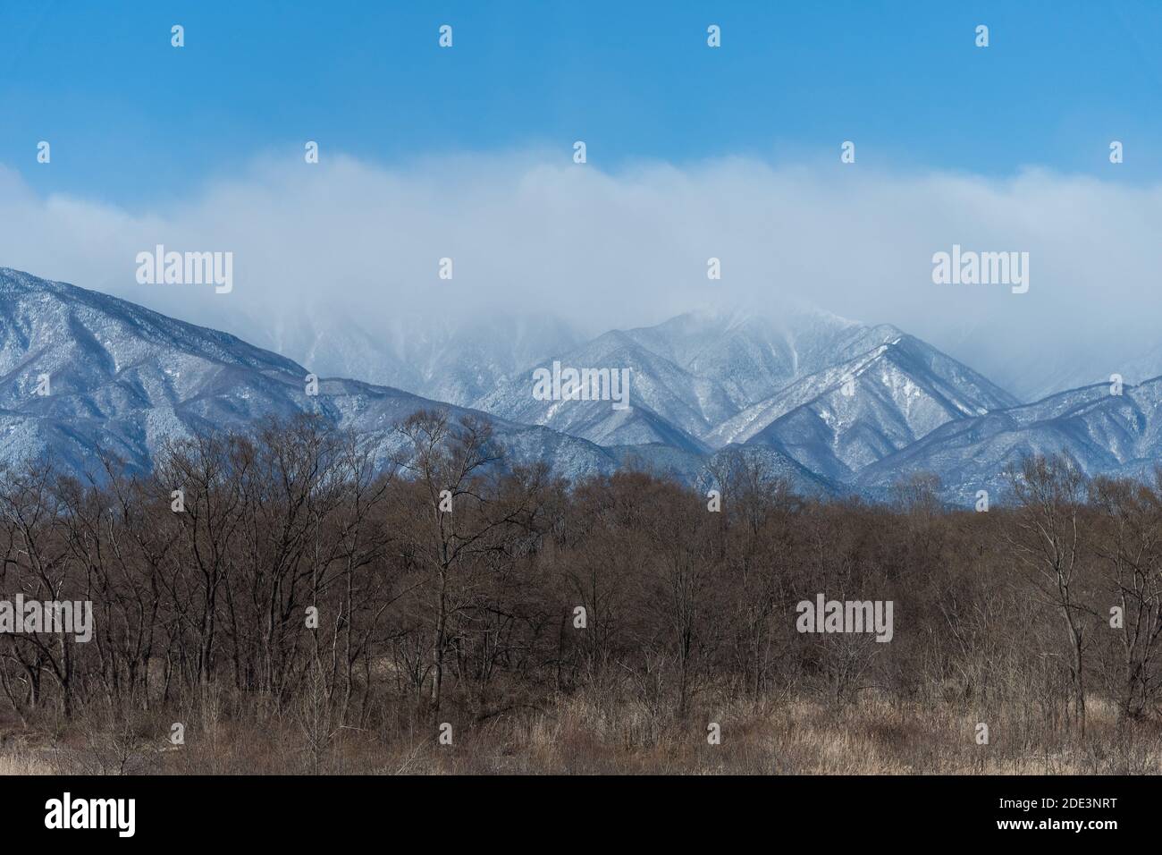 Dry winter forest with snowcapped mountain range background Stock Photo ...