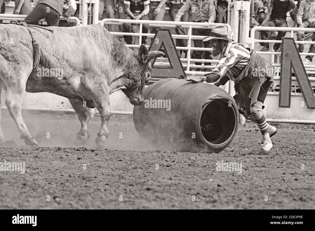 Rodeo bullfighting clown fighting a bull at the Calgary Stampede, circa ...