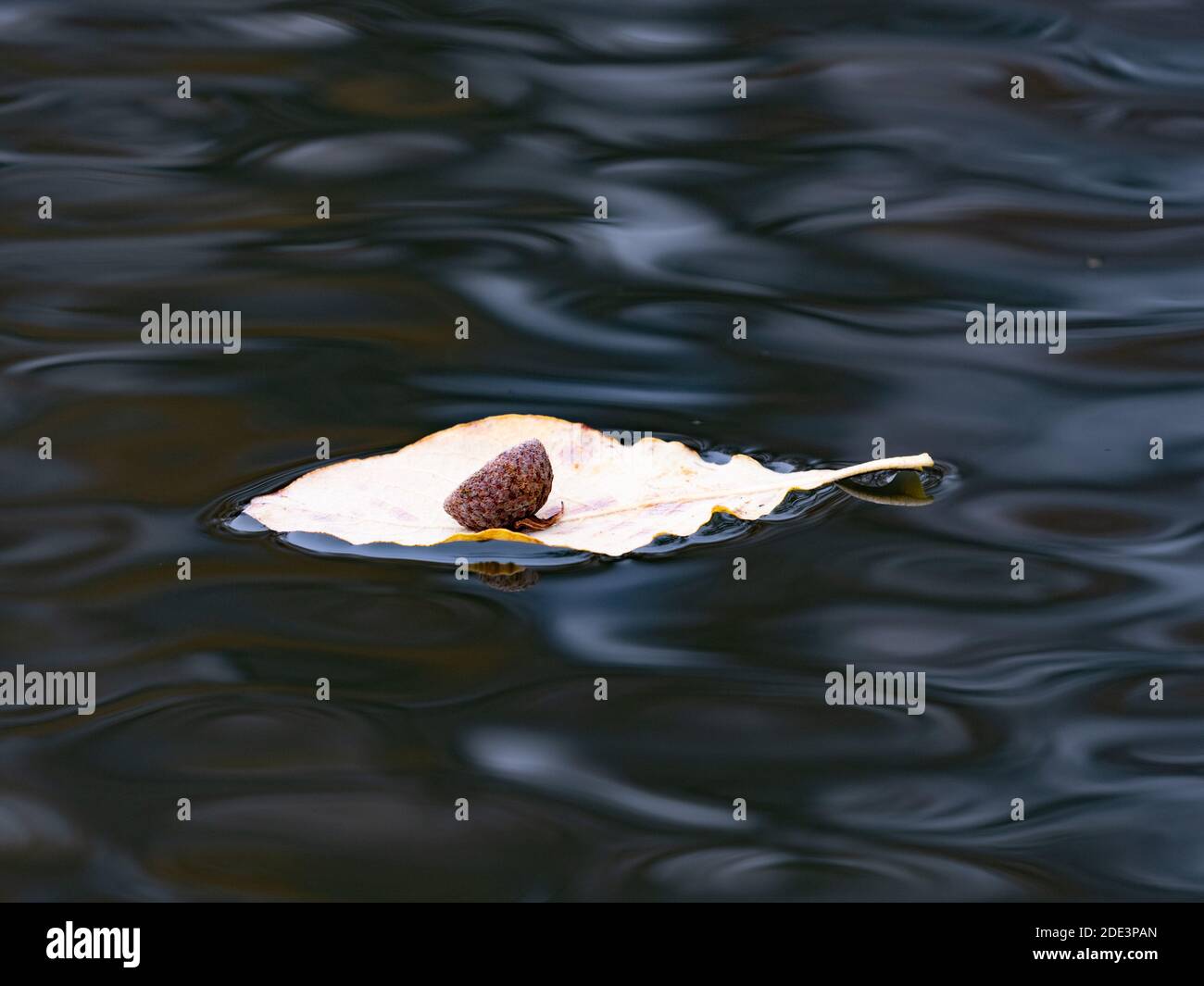 The yellow fallen leaf on the pond carry out broken acorn cap as sailer ...
