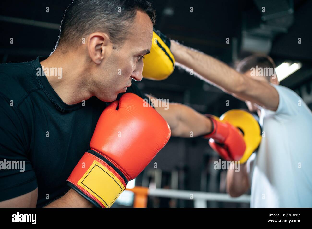two muscle boxers sport man training and fighting on boxing ring at gym ...