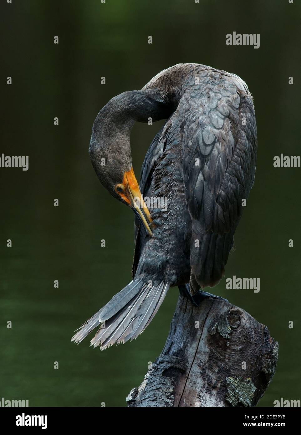 Double Crested Cormorant Dry-off drying after a swim Stock Photo - Alamy