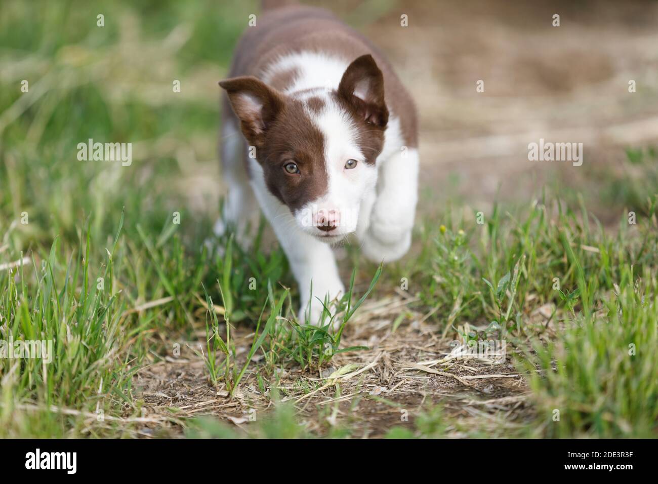 Sheppard and his dog hi-res stock photography and images - Alamy