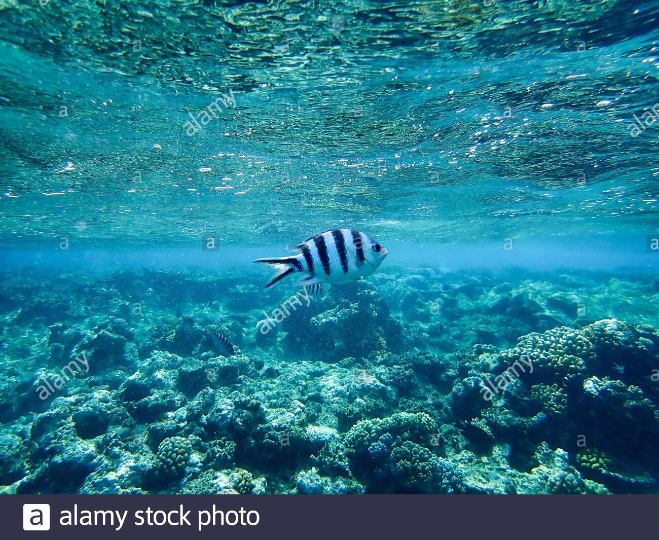 Damselfish Great Barrier Reef High Resolution Stock Photography and ...