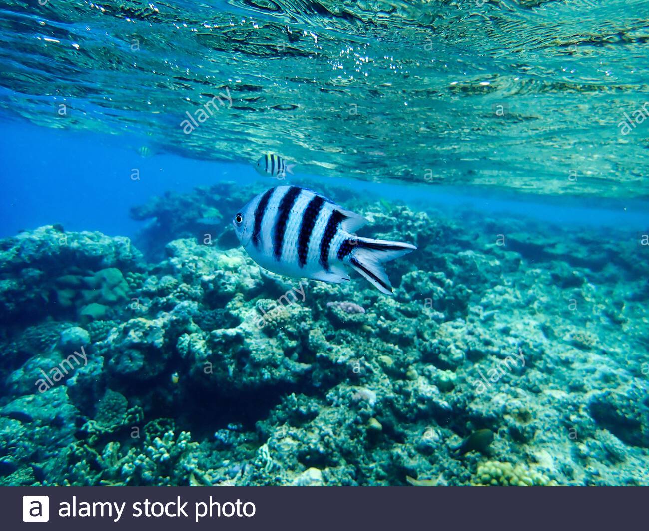 Damselfish Great Barrier Reef High Resolution Stock Photography and ...