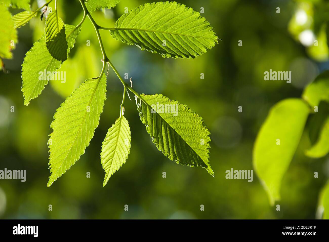 American elm leaf hi-res stock photography and images - Alamy