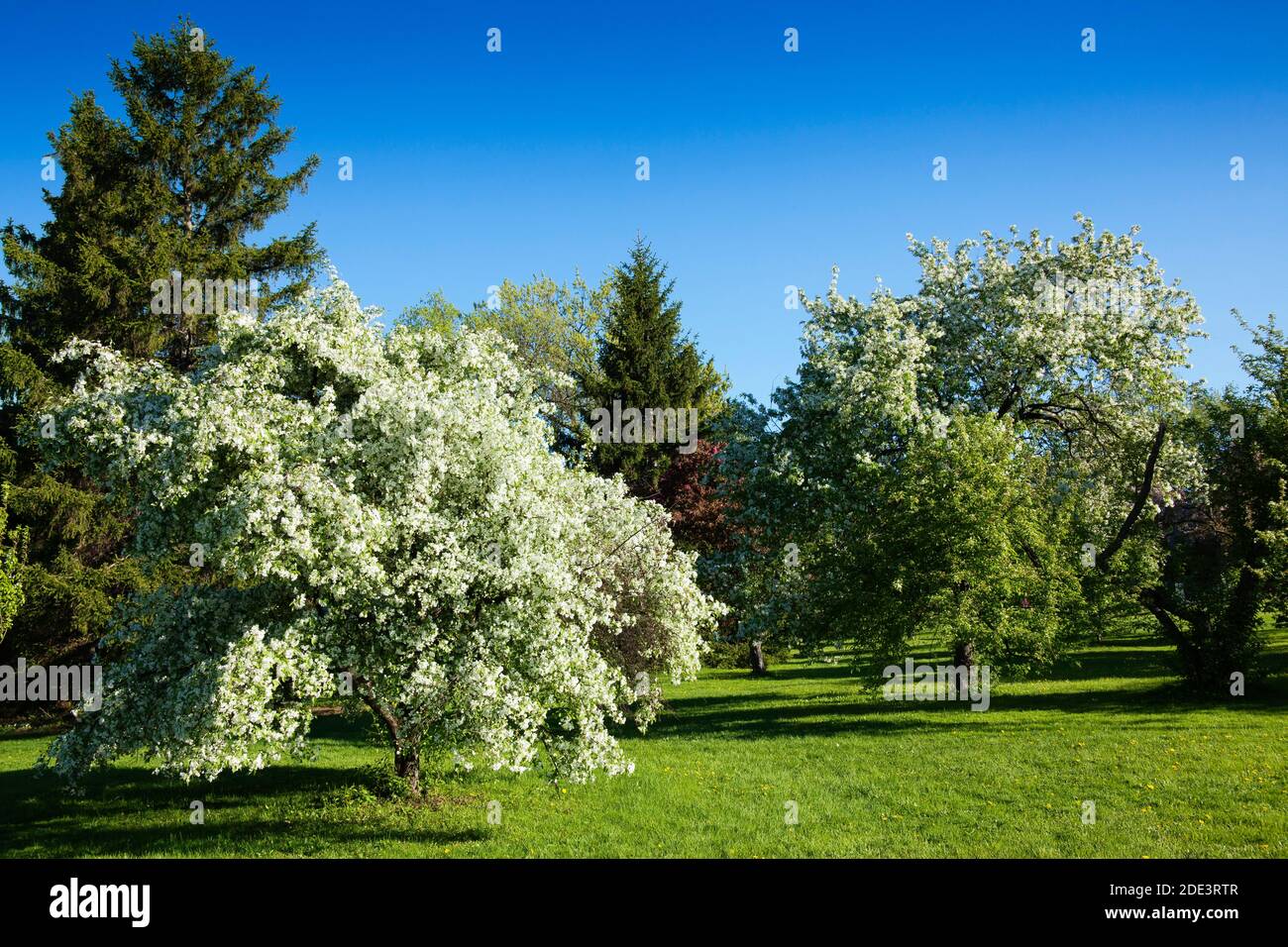 Arboretum in Spring, Central Experimental Farm, Ottawa, Ontario, Canada ...