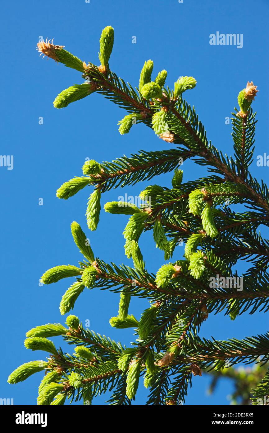 Detailed detail hi-res stock photography and images - Alamy